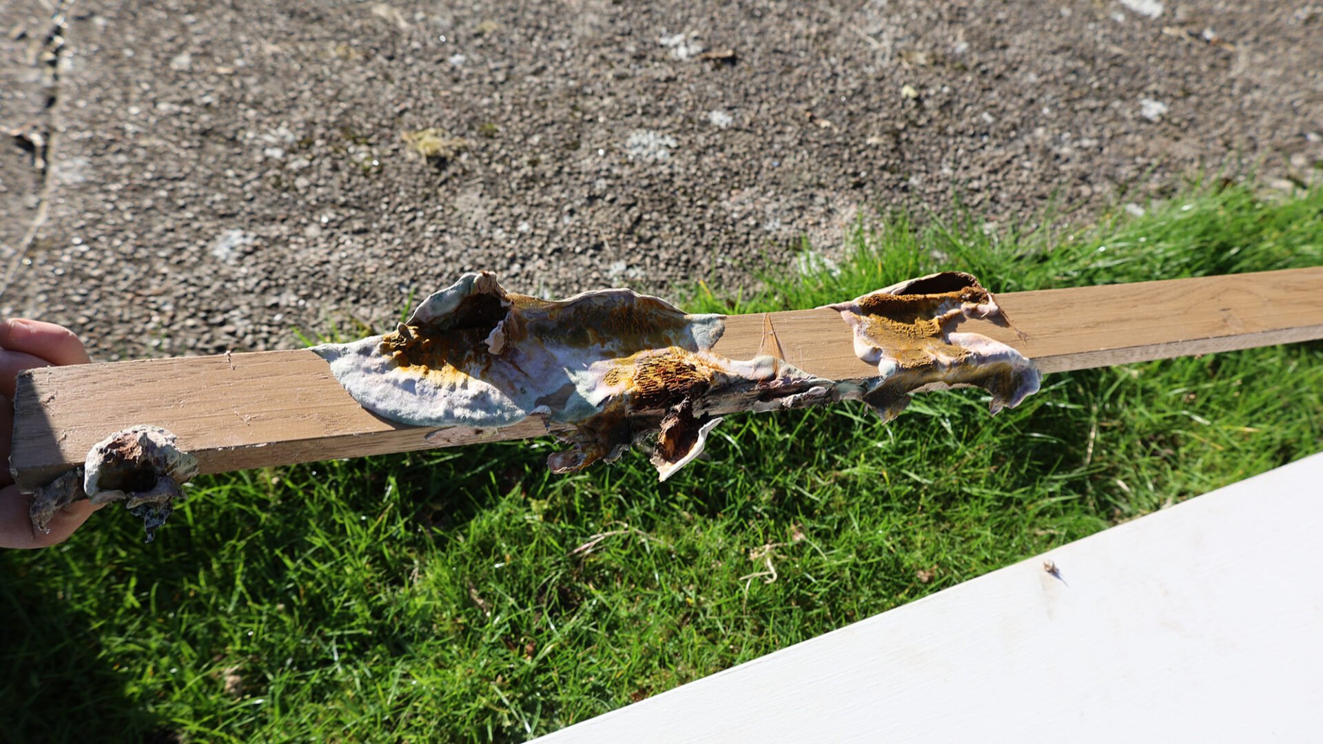 What Is Dry Rot? - UK Restoration Services