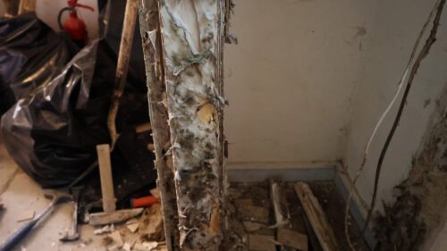 What Is Dry Rot? - UK Restoration Services